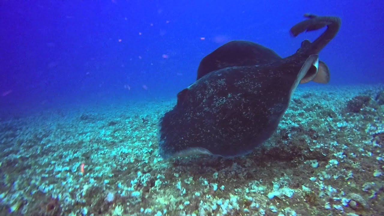 Turtle Rock Scuba Diving GUAM - YouTube