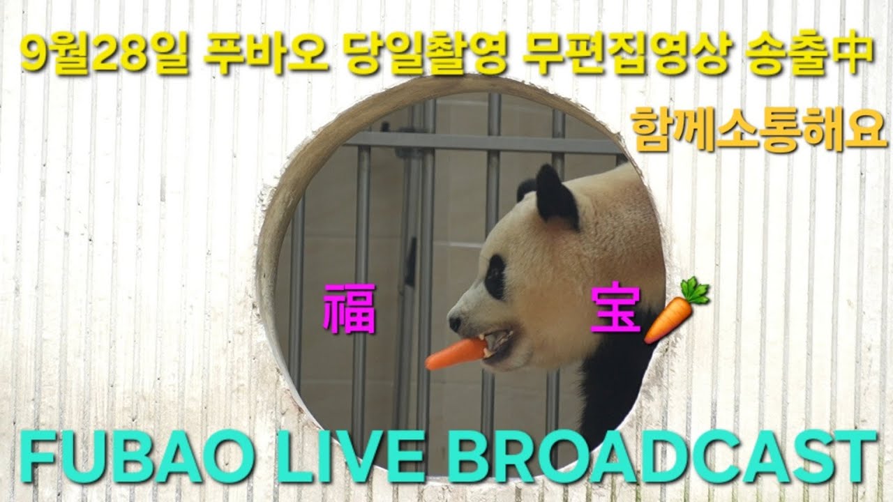 실시간 9월28일 푸바오 당일촬영 오전오후합본 무편집영상 송출중 따끈따끈 2도화상 주의요 뚠빵아 오늘도 먹어줘서 넘 고마워 福宝加油!푸바오 Fubao Panda 福宝