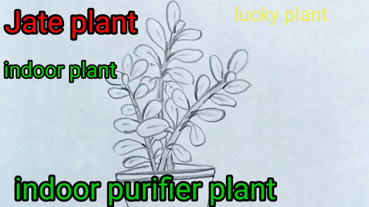 Indoor plant drawing/Jade plant/indoor purifier plant/lucky plant# ...