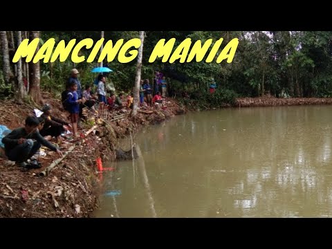 Mancing Mania Seru Diikuti Orang Sekampung ⏸Fishing Mania📶Mancing ambyar📶Mancing cantik