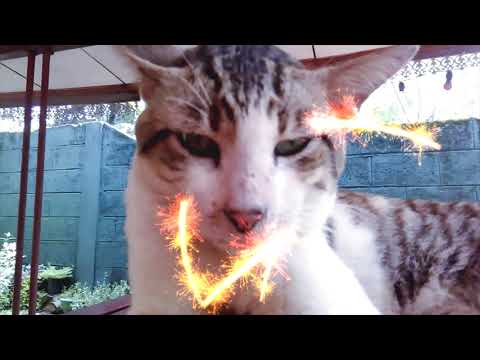 Cute cat status
