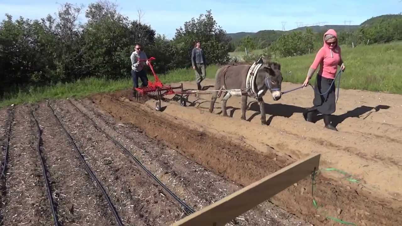 Traction animale avec des ânes Quebec 2013 - YouTube