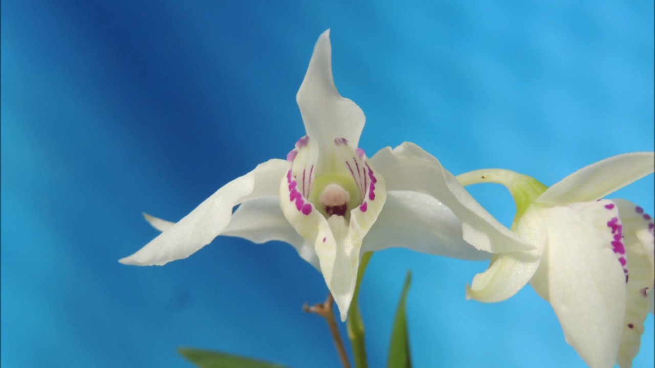 Dendrobium rhodostictum (orchid) - YouTube
