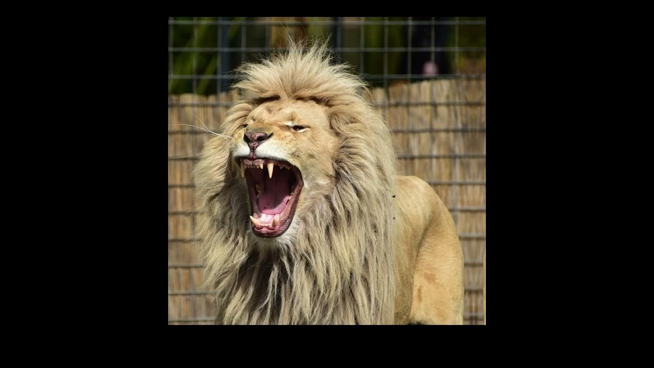 صوت زئير الاسد/lion roar sound - YouTube