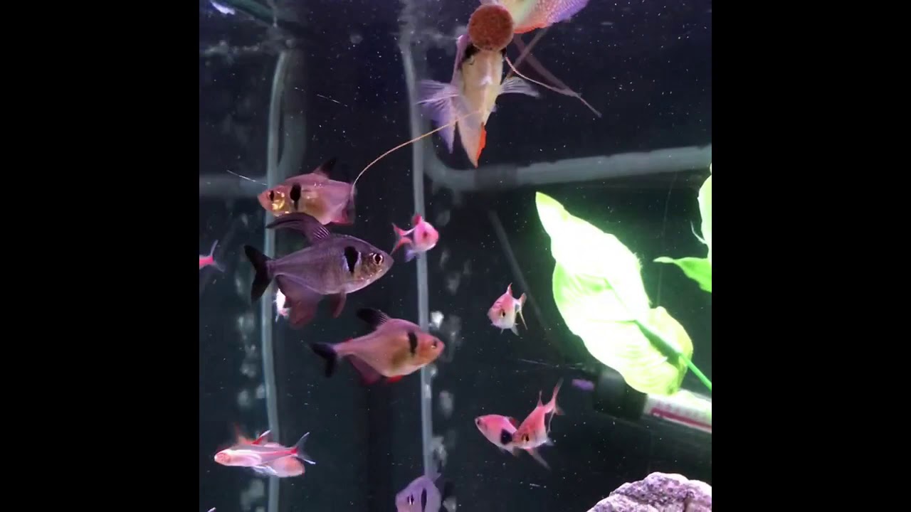 Fish Swimming - YouTube