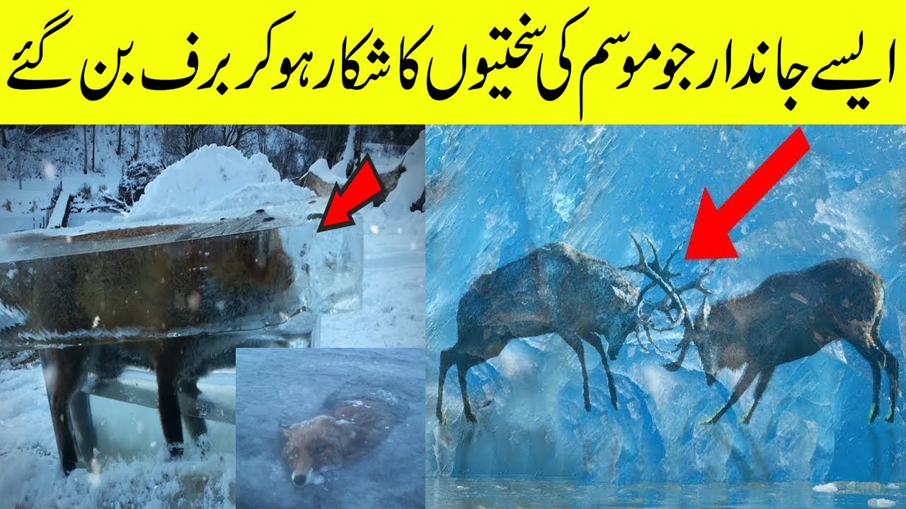 7 Amazing Animals in the world | Animals Found FROZEN In Ice | Strange ...