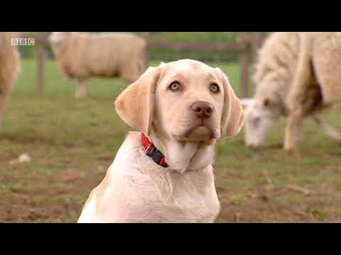 Big Barn Farm Series 1x01 You Cant Teach a New Dog Old Tricks - YouTube