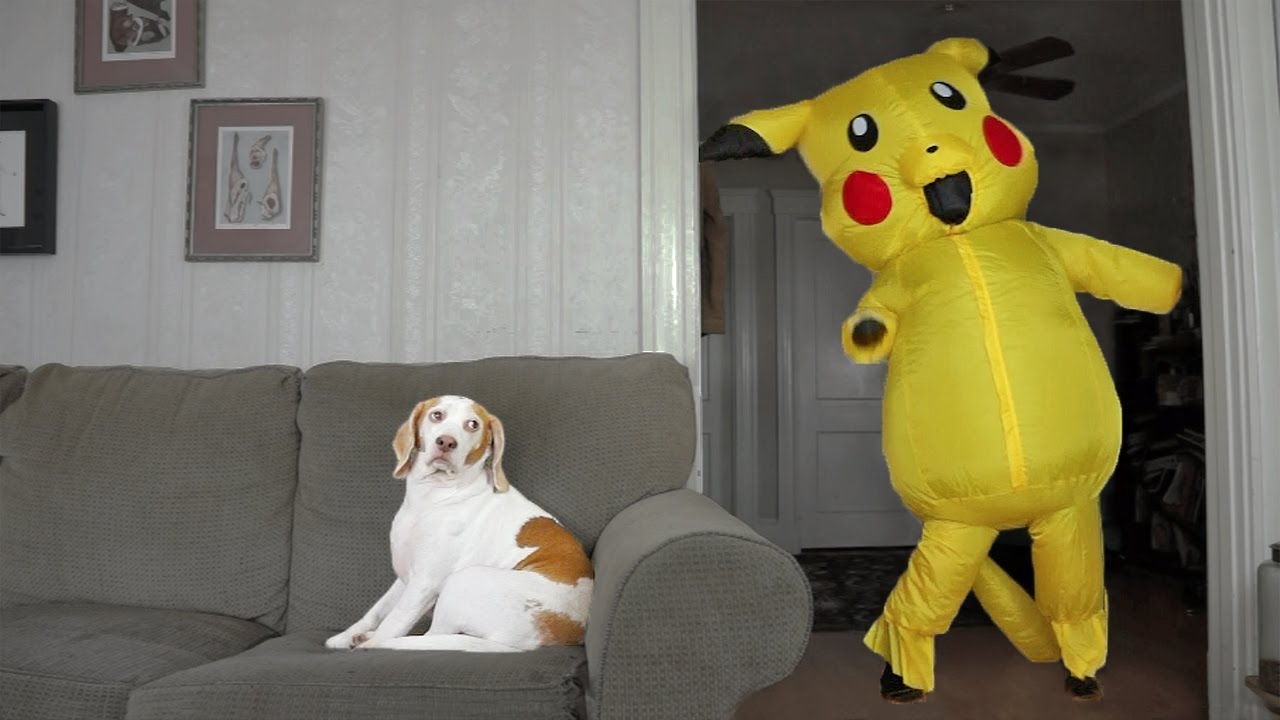 Dog Surprised by Dancing Pokemon: Cute Dog Maymo - YouTube