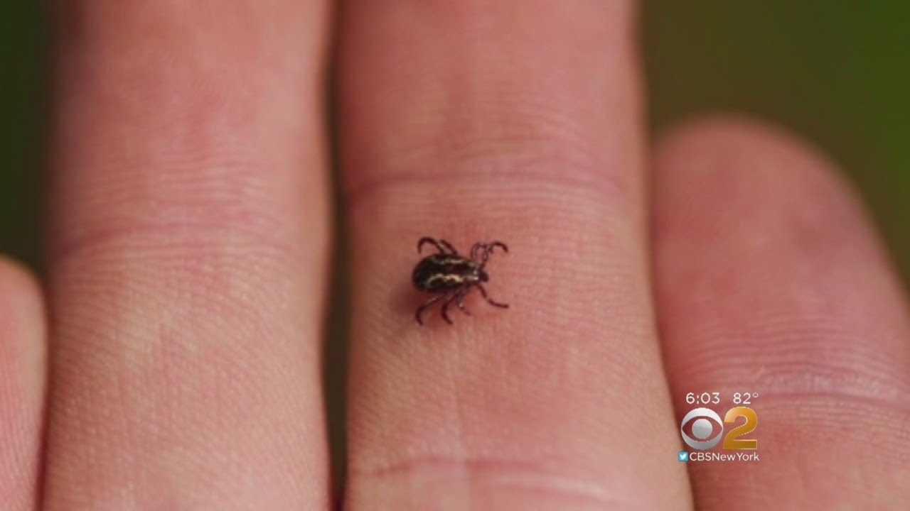 Tick Project Aims To Reduce Pest Population - YouTube