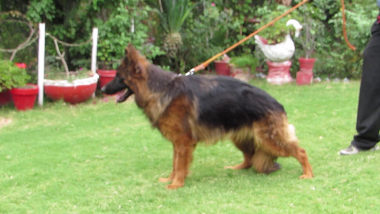 Stack position training of German Shepherd - YouTube