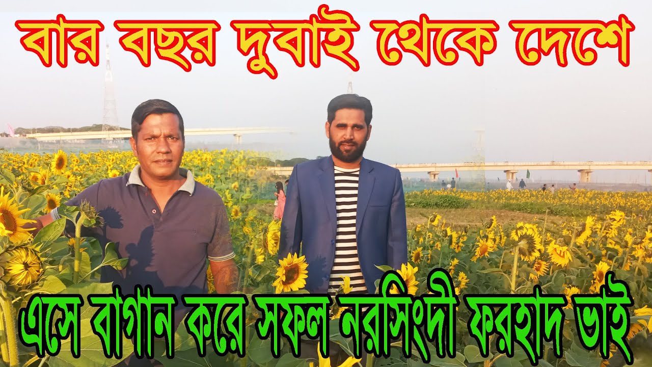 নরসিংদী সূর্যমুখী ফুলের বাগান । ফুলের বাগান করে সফল নরসিংদী ফরহাদ ।M hasan vlog ।সফল চাষী ফরহাদ ...