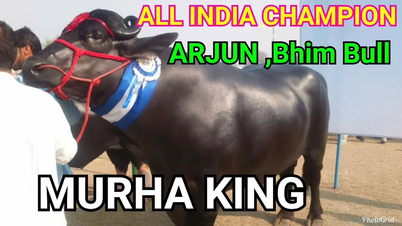 All India champion Biggest Bull Arjun & Bheem - YouTube