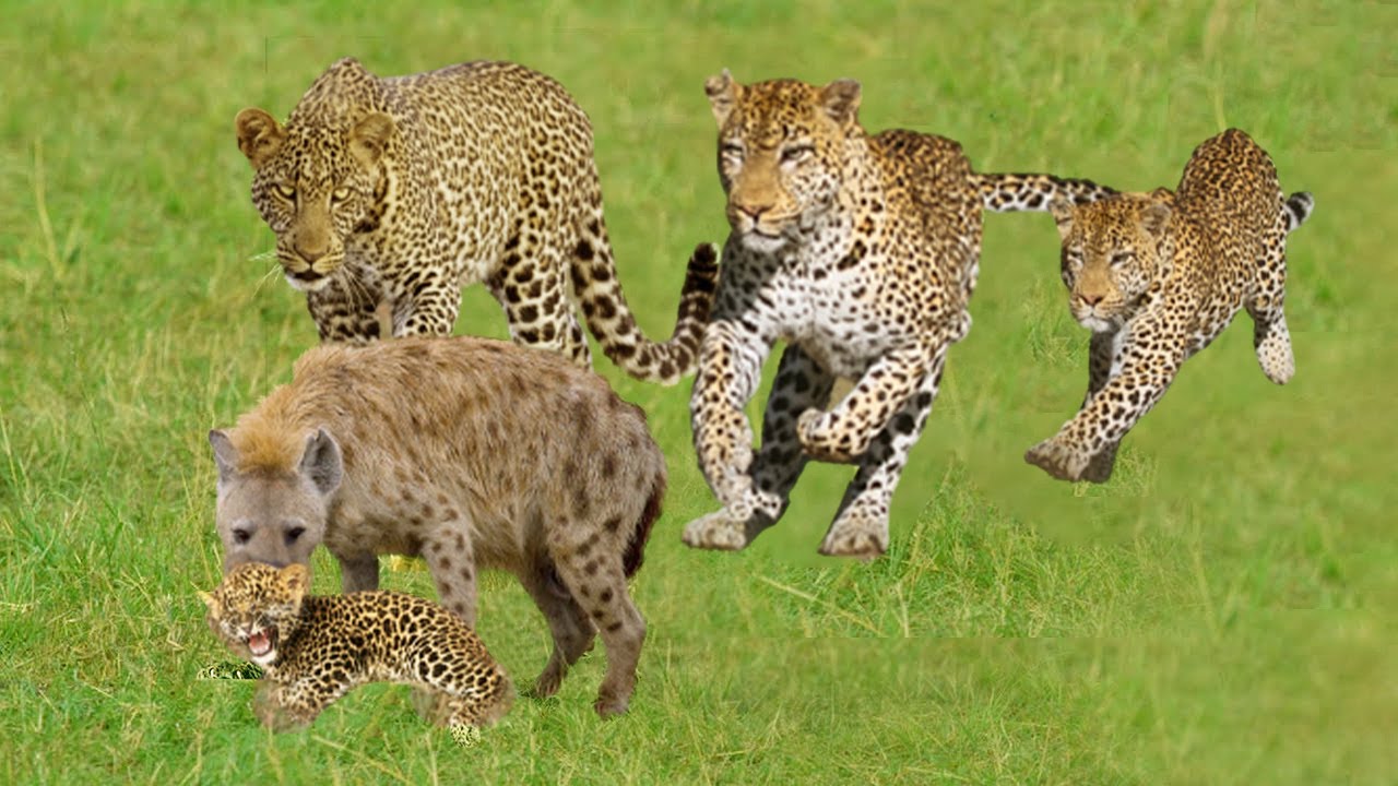 Amazing Hyena Hunting Baby Cheetah When Mother Leave - Leopard Cub Run ...