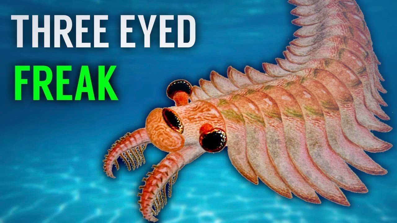 The Three Eyed Monster of the Cambrian | Stanleycaris - YouTube