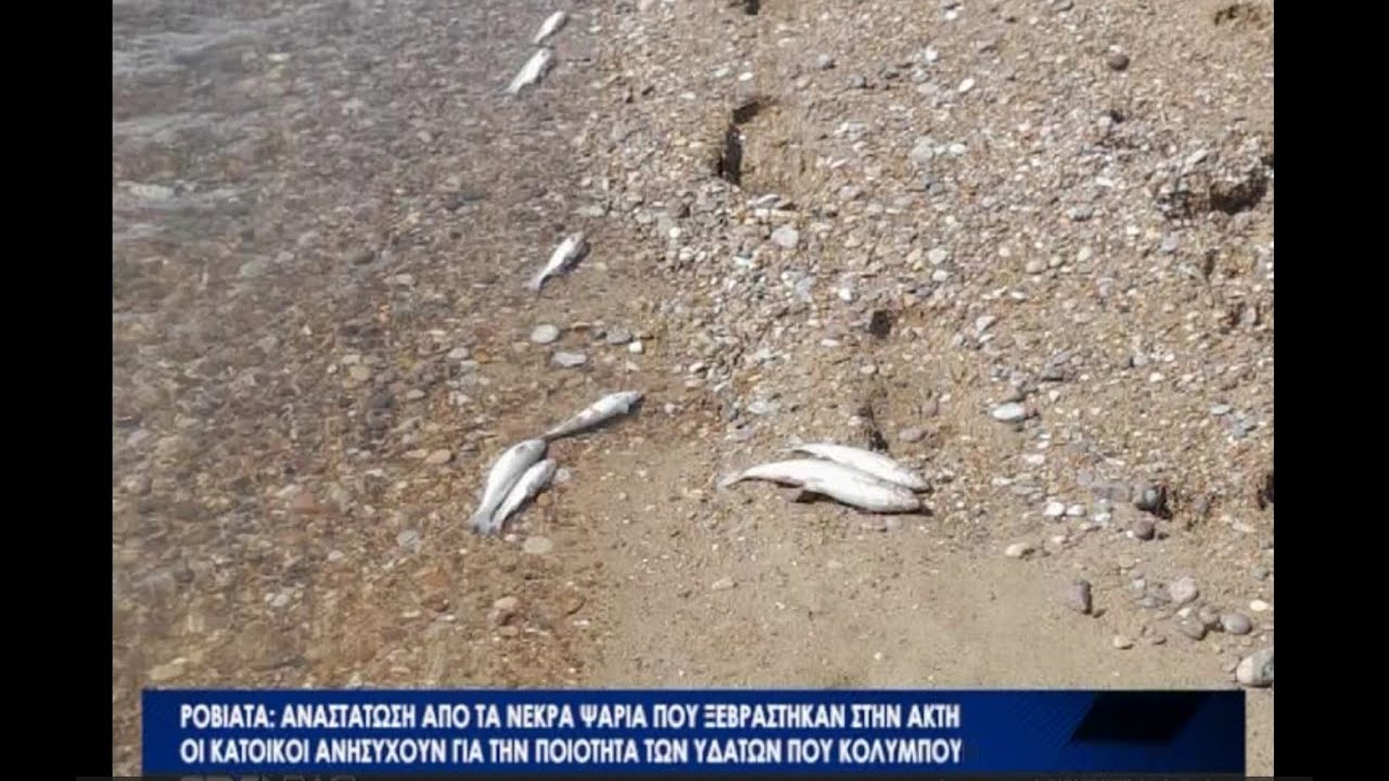 Σάλος απ' τα νεκρά ψάρια στη Ροβιάτα - YouTube