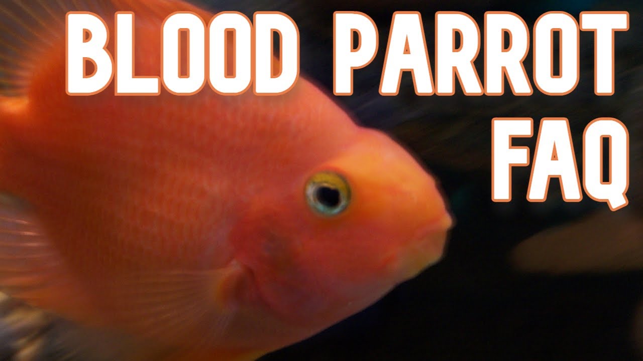 Answering Blood Parrot Questions | FAQ - YouTube