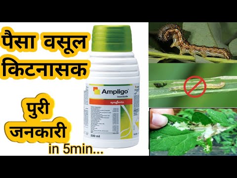 Syngenta|Ampligo Insecticide|Full information about Ampligo ...