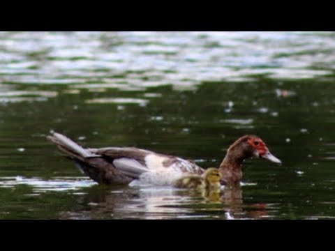 20 patos são encontrados mortos no lago da Esalq. - YouTube