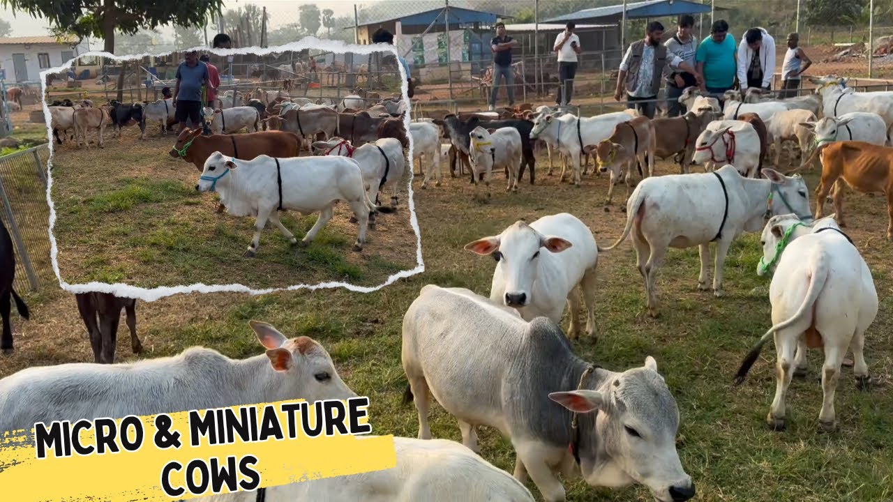 Micro & Miniature cattles | Nadipathy Goshala | Shortest cows - YouTube