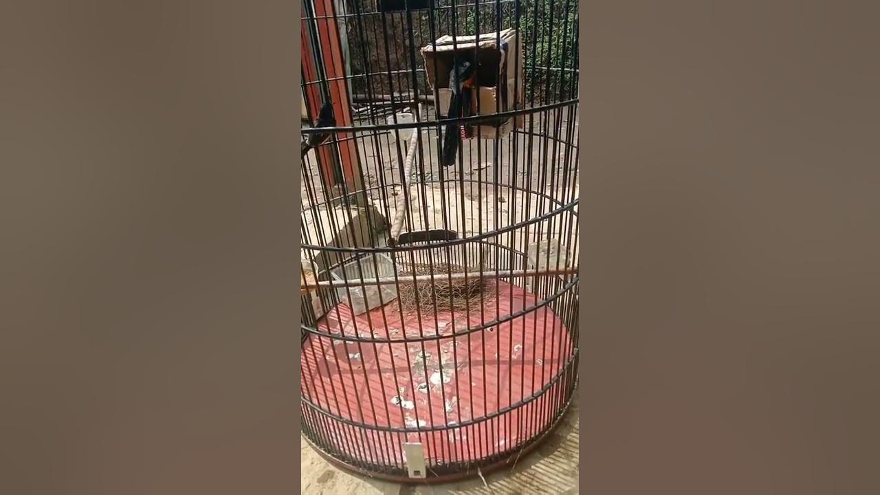 ternak murai sistem sangkar gantung 😁 - YouTube