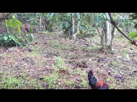 Cuab Qaib Qus Tuaj Zoo Heev • YOS HAV ZOOV 2024 • Lub 8 Hli Ntuj - YouTube