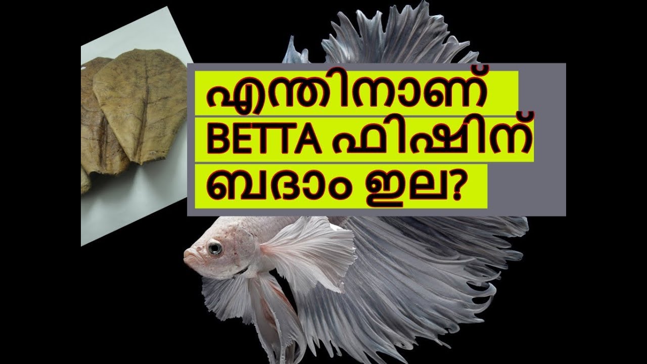Almond Leaf For Betta Fish | Vivek Parayil | Parayil Aqua - YouTube