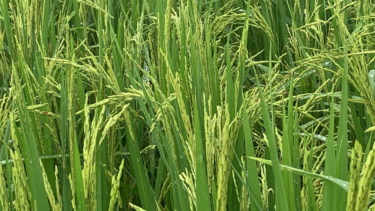 Ang taas ng palay ko ng lumabas ang bunga - YouTube