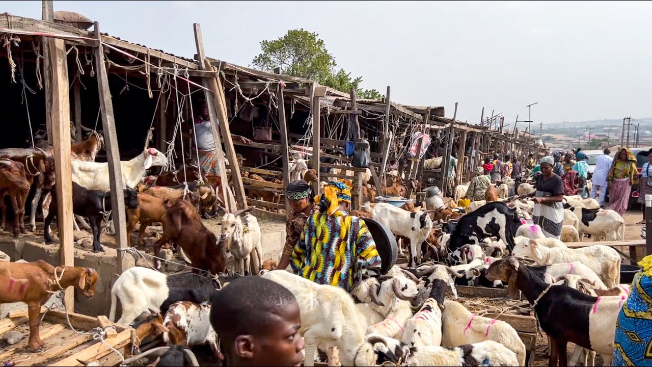 Chicken, Ram And Goat Price For Christmas And New Year 2023 - Otunba ...
