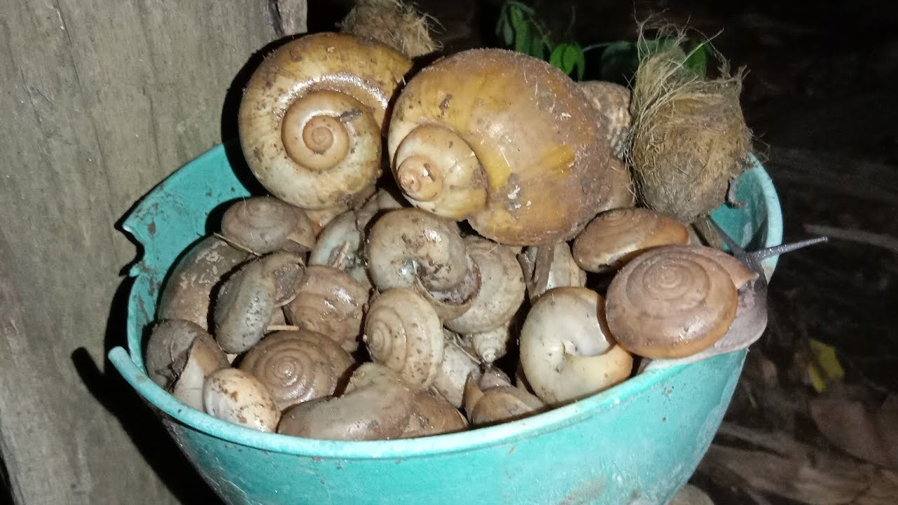 During my vacation in Countryside, I have find many Snail Shell, Alive ...