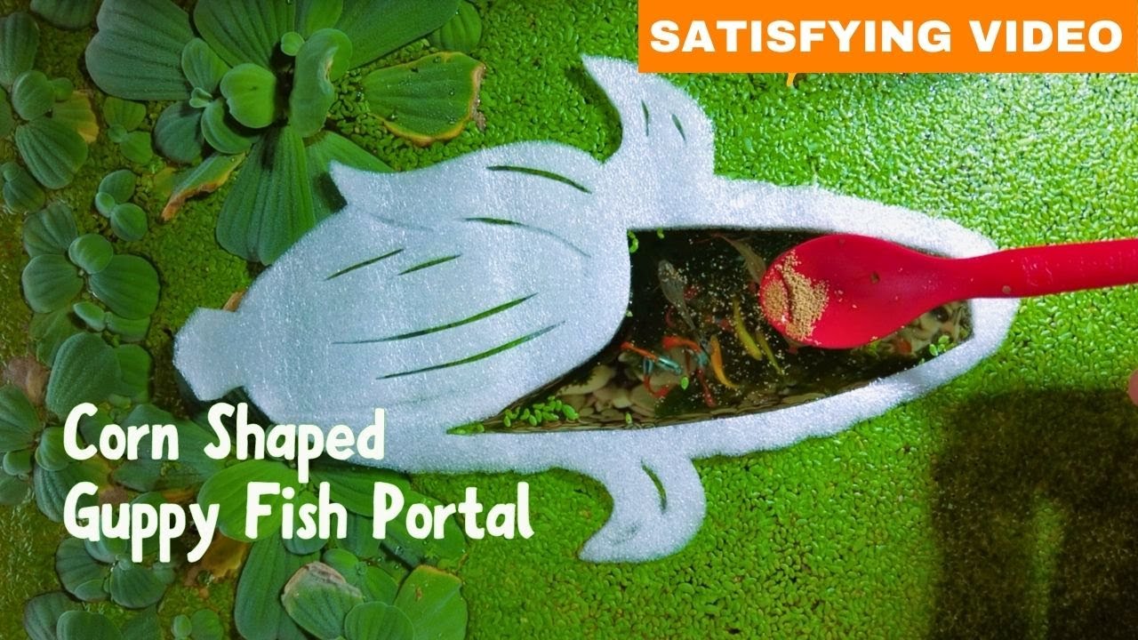 🌽 Corn Guppy Fish Portal | Feeding Guppy Fish Through a Corn Shaped ...