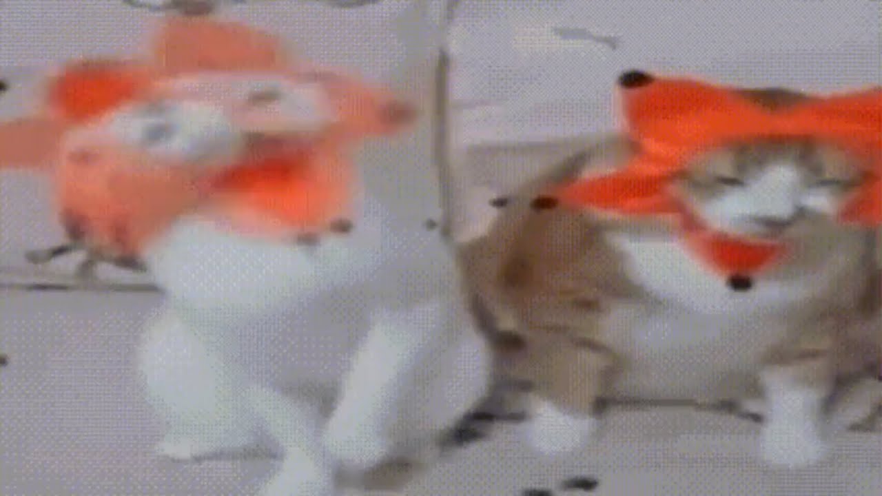 Cat grooving to D2 ost - YouTube