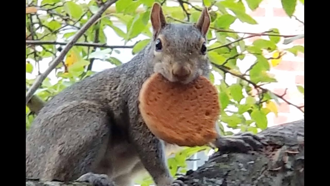 Yeah, that's a squirrel eating a cookie - YouTube