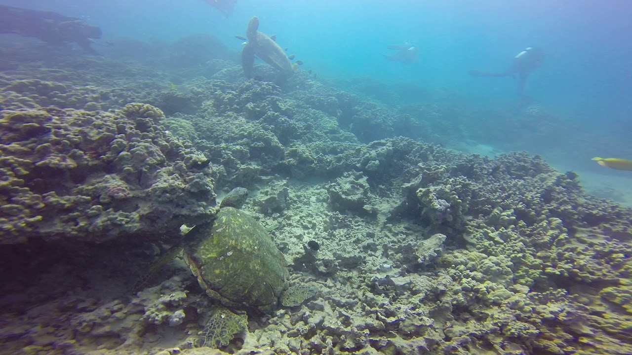 Green Sea Turtle Shell Cleaning - YouTube