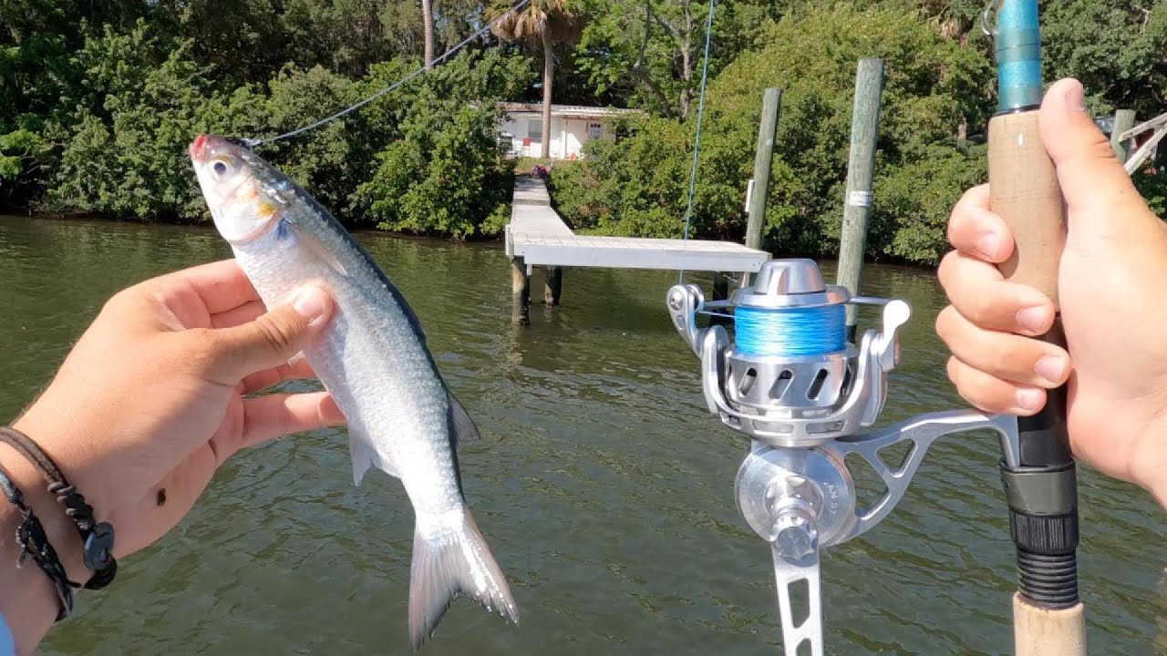 BIGGEST SNOOK I'VE EVER SEEN!! 45" (Live Mullet Fishing) - YouTube