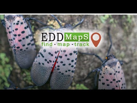 Citizen-science EDDMapS (Early Detection and Distribution Mapping ...