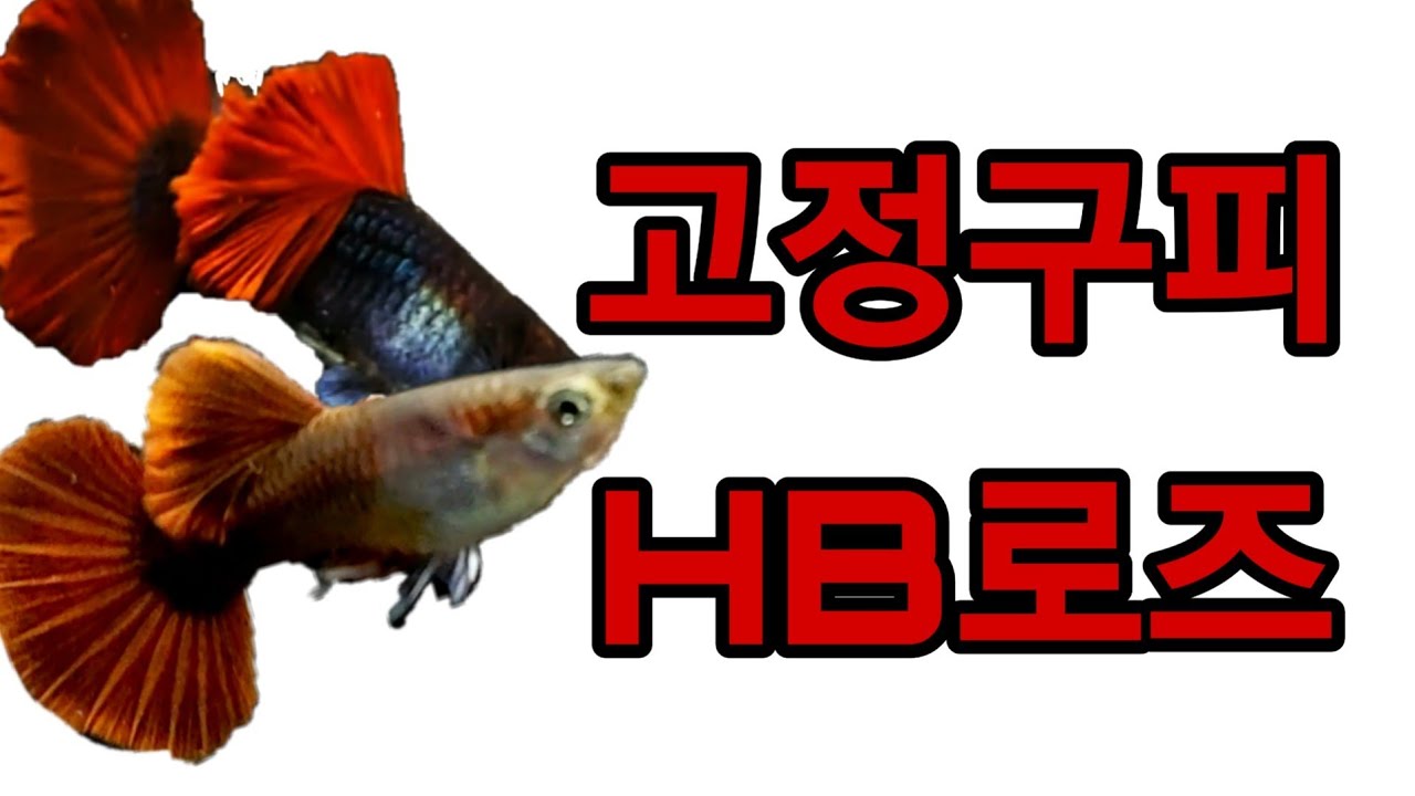 HB RED Guppy ( HB Red Halfmoon Tail ) - YouTube