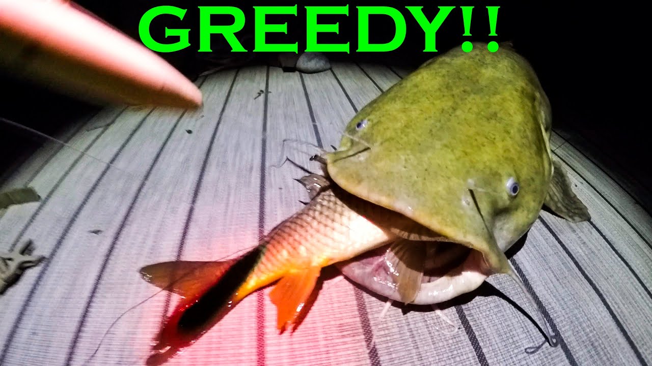Freezing Cold Flathead Catfishing with Greedy Fish! - YouTube