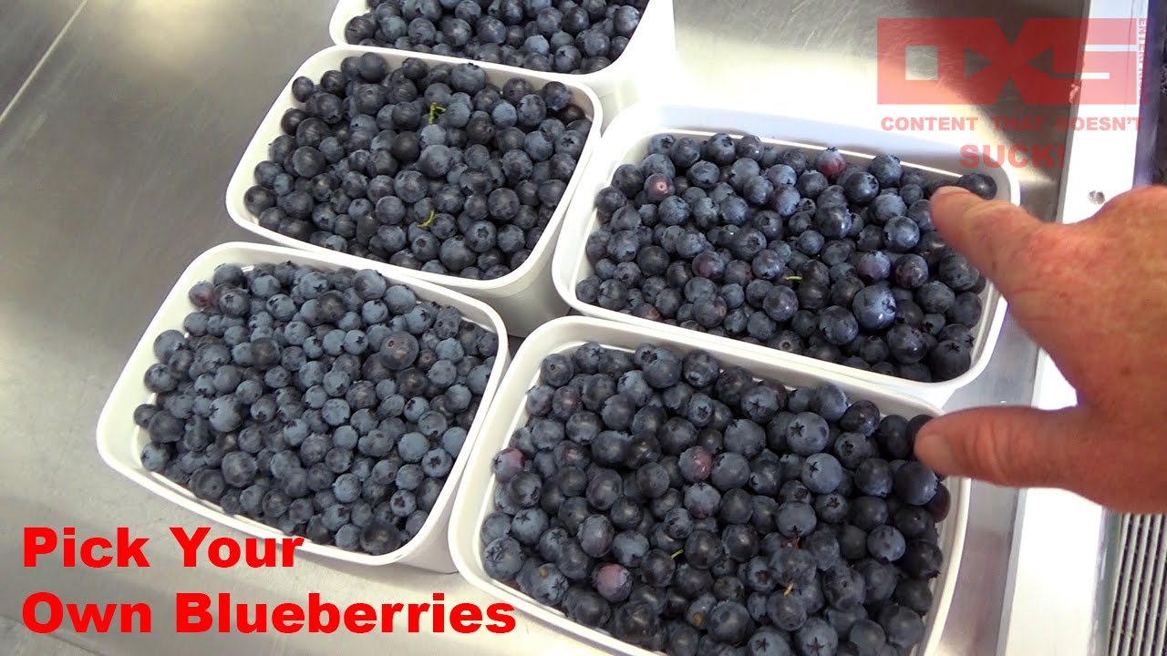 Pick Your Own Blueberries - Far North New Zealand - YouTube