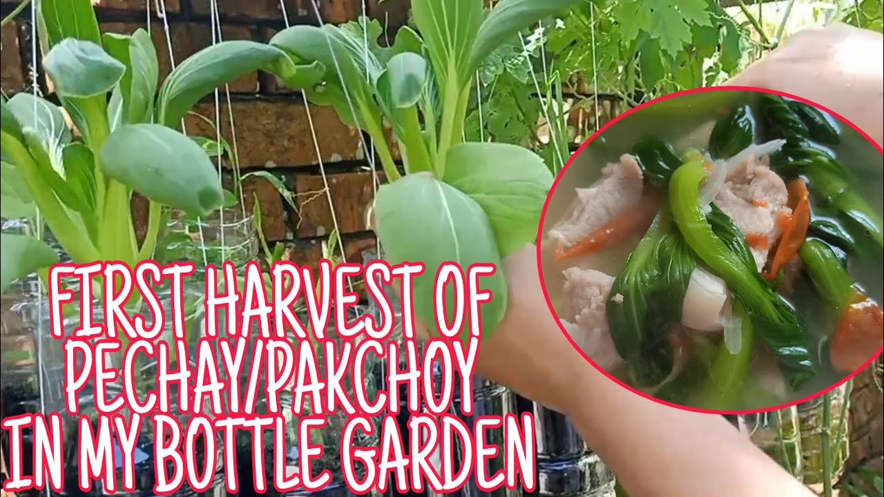 FIRST HARVEST of BOK CHOY | PECHAY | PAKCHOY IN MY BOTTLE GARDEN | NO ...