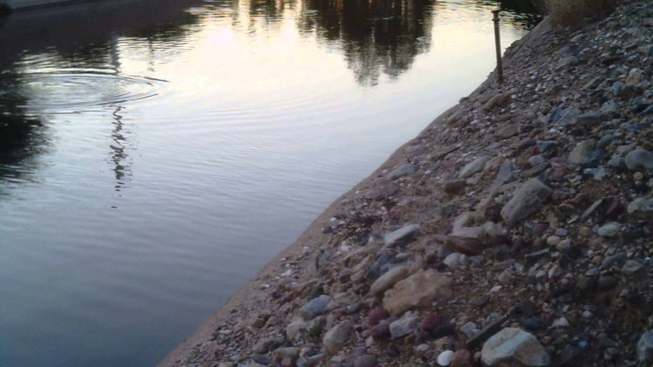 Carp on Low level SRP Canal - YouTube