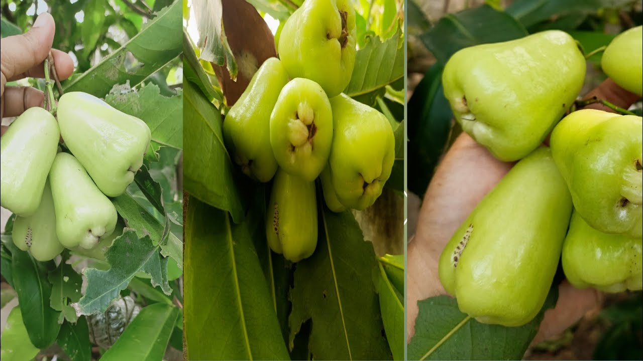 green apple chamba - YouTube