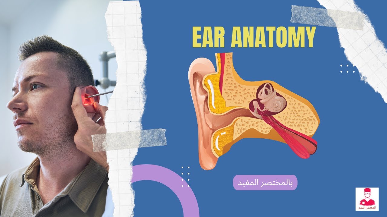 أبسط شرح للأذن (الأذن الخارجيه-الأذن الوسطي - الأذن الداخليه ...