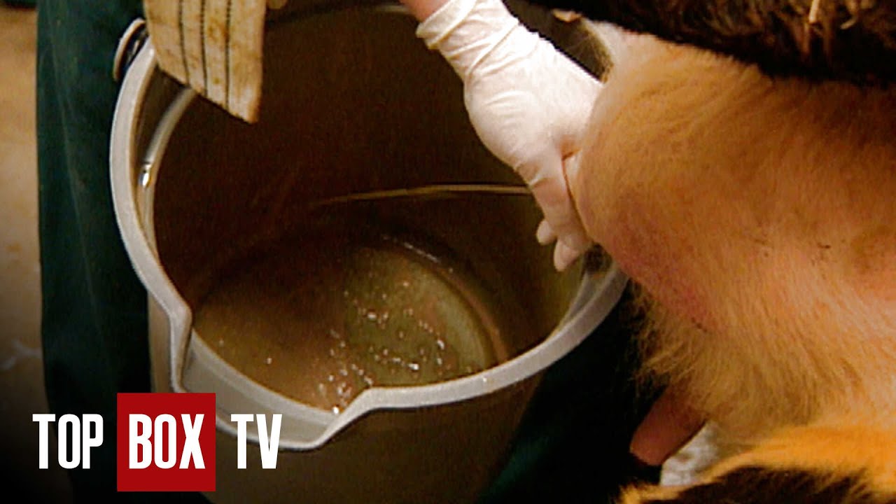 Udder Infection Treated - Campus Vets 210 - Sumo - YouTube