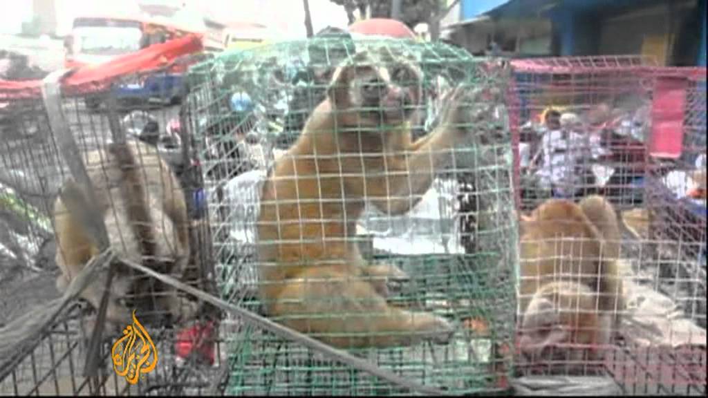 Animal trafficking in Indonesia - YouTube
