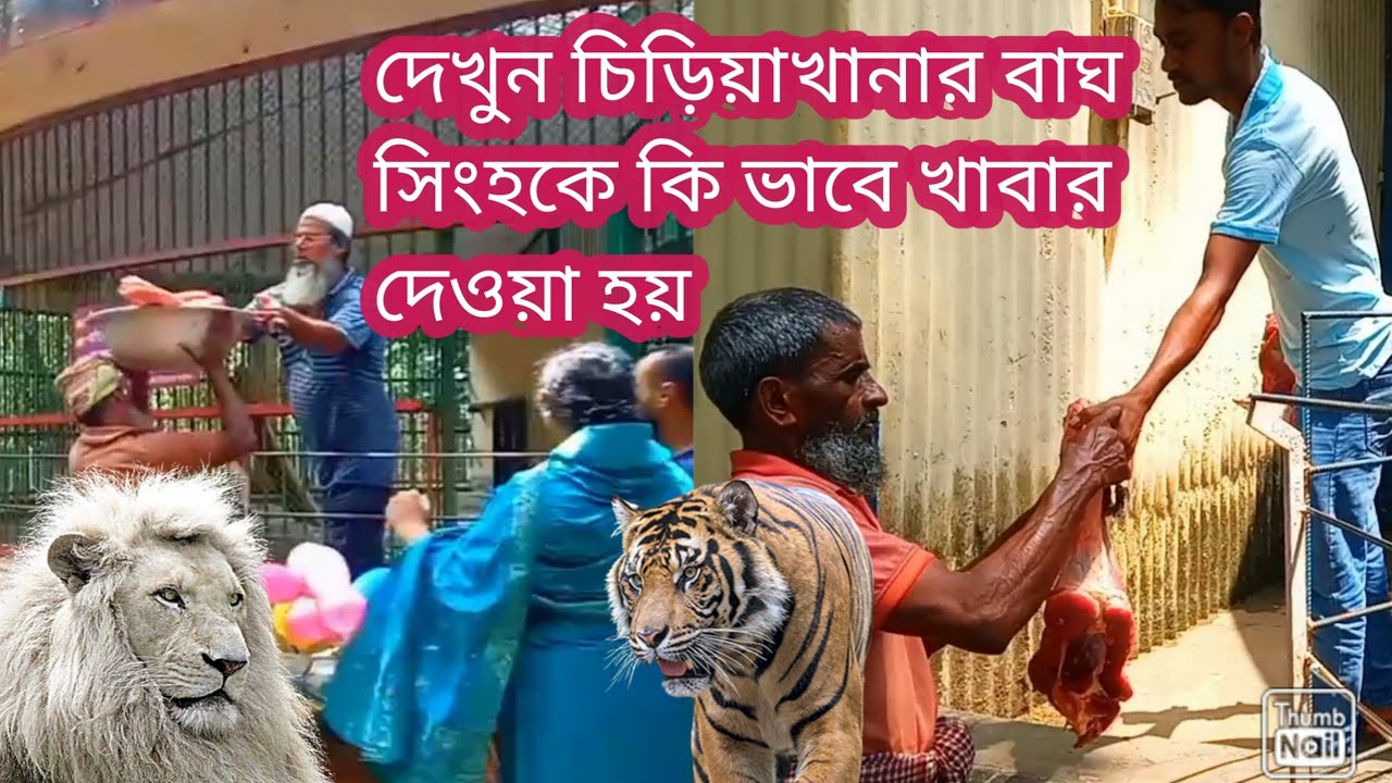 দেখুন চিড়িয়াখানার বাঘ সিংহ //Bangladesh National zoo Tigers lion ...