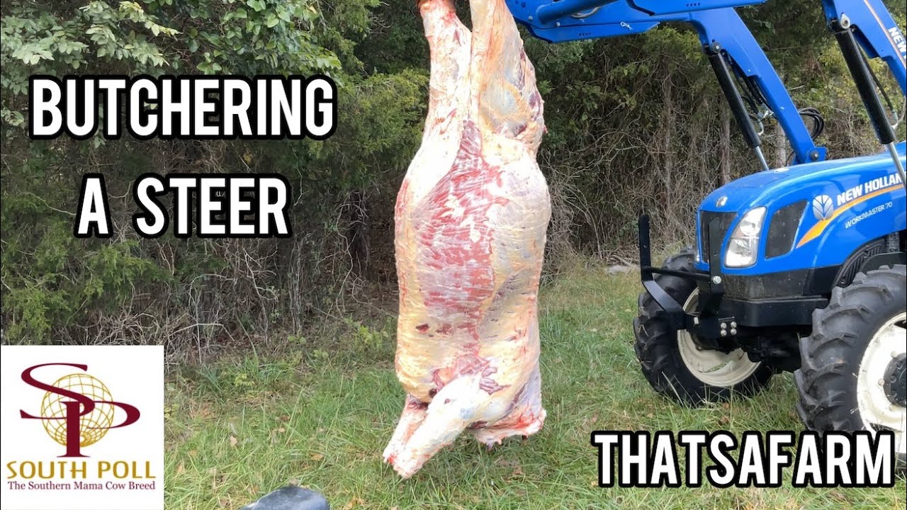 Butchering A Steer - YouTube