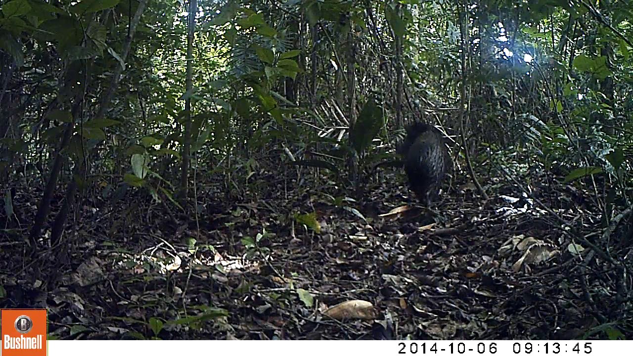Puerco de Monte 1 WEZ - YouTube