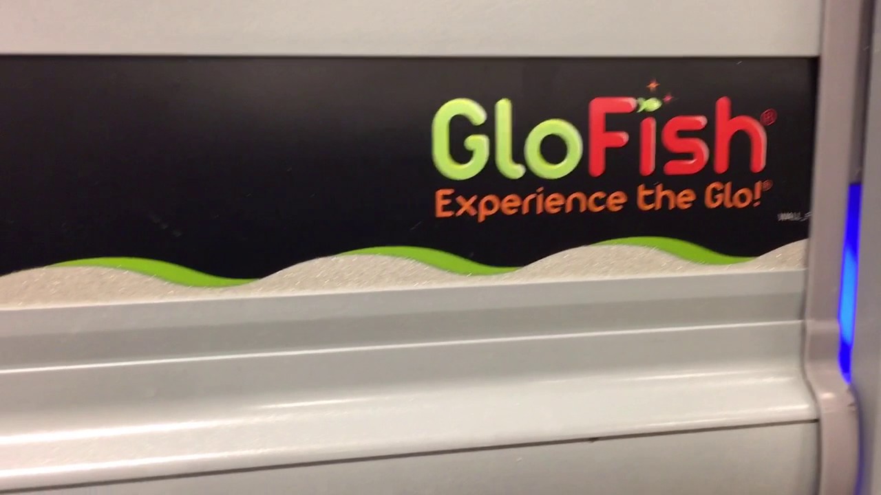 Glofish at Petsmart - YouTube
