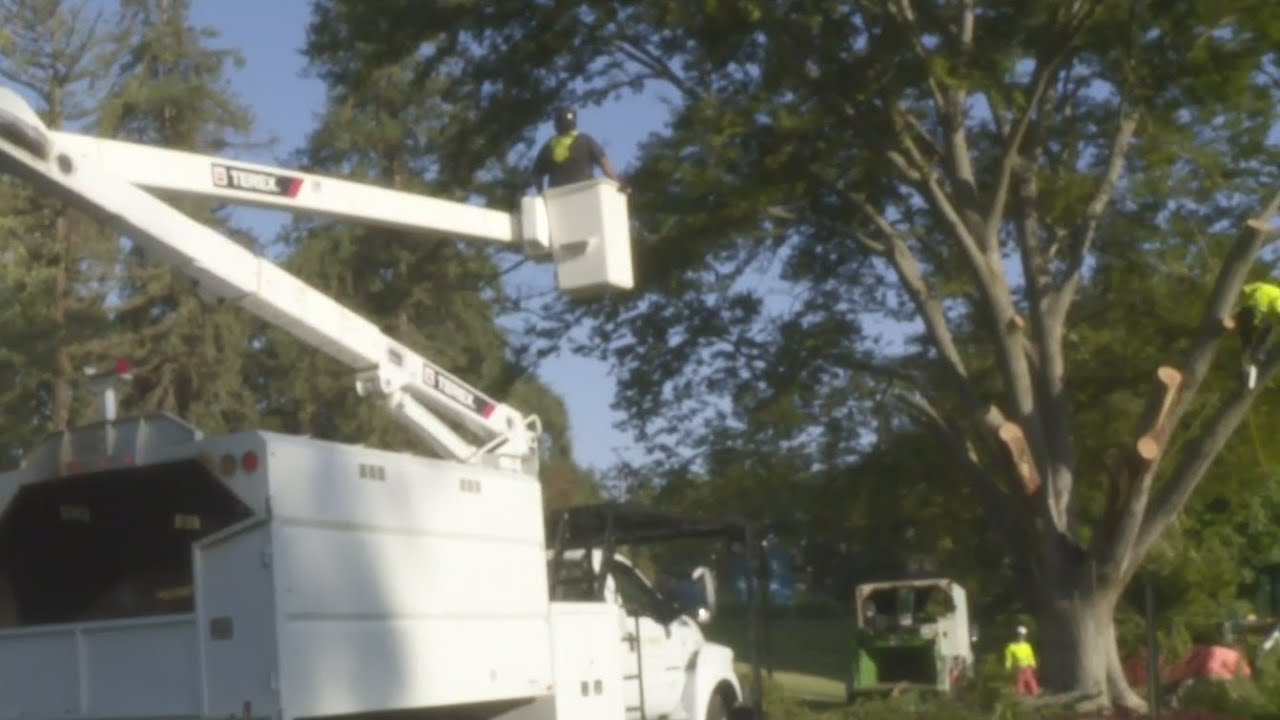 Beloved UC Davis tree being cut down for safety reasons - YouTube