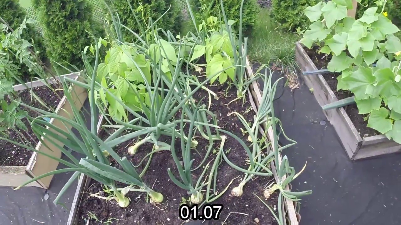 Jak połamać cebulę sadzoną z dymki - YouTube